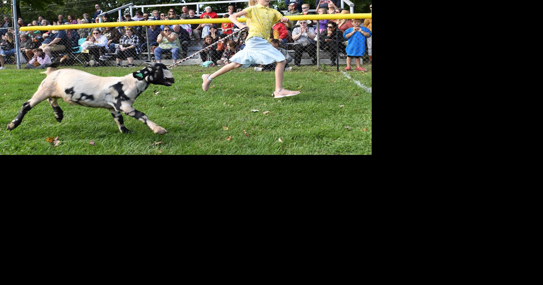 Falmouth Goat Races return for the first time since 2019 [photos ...