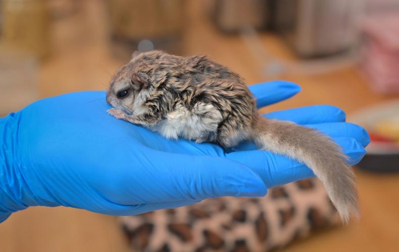 Acorn Acres Wildlife Rehabilitation is fundraising to facilitate a move ...