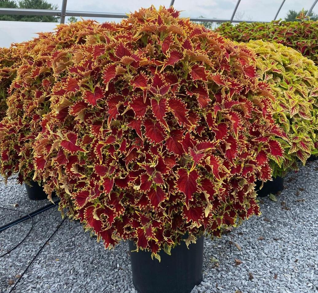 Here are some new plant varieties for the 2022 gardening season [Master ...