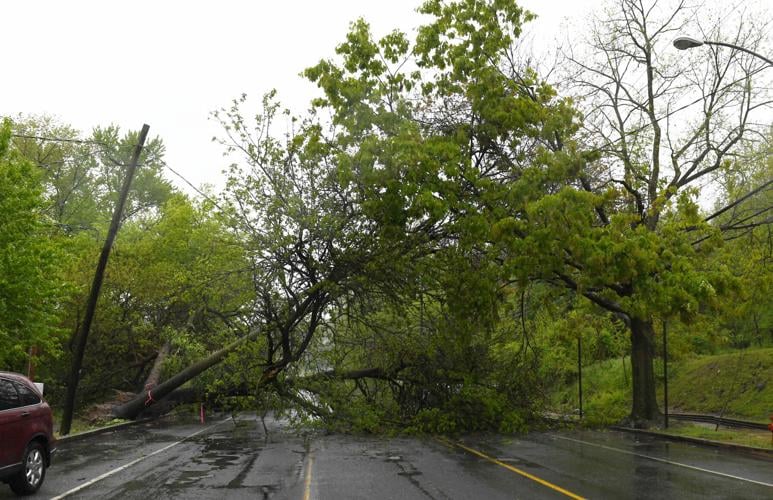 Trees down mid-day Sunday, blocking road in Lancaster city [update ...