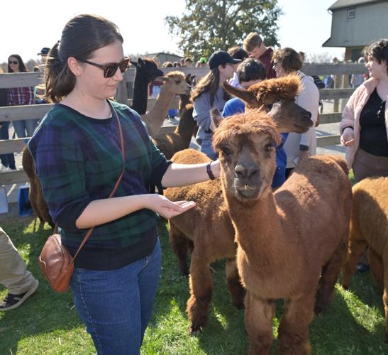Eastland Alpacas holds open house at Mount Joy farm [photos ...