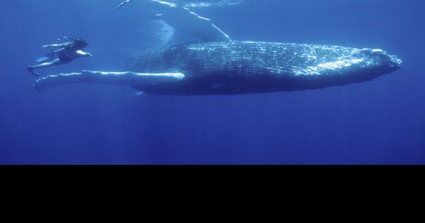 SLIDESHOW: Tom Conlin's underwater adventures | Lifestyle ...