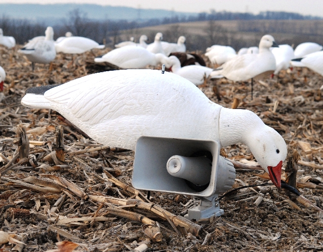 Snow geese attracted by electronic callers | Outdoors | lancasteronline.com
