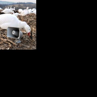 Snow geese attracted by electronic callers | Outdoors | lancasteronline.com