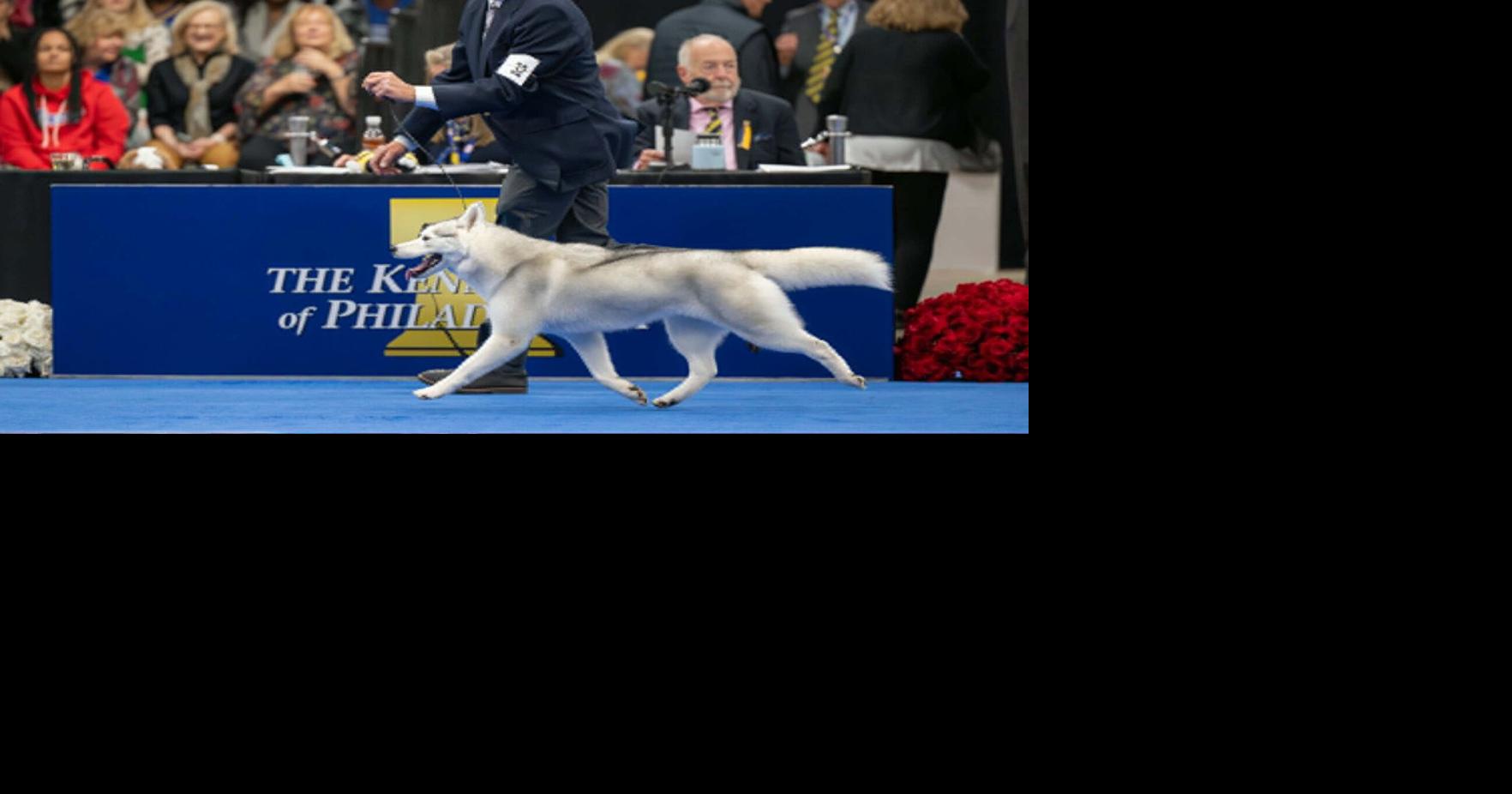 Some dog handlers from Central Pa. embrace sparkle in showing canines ...