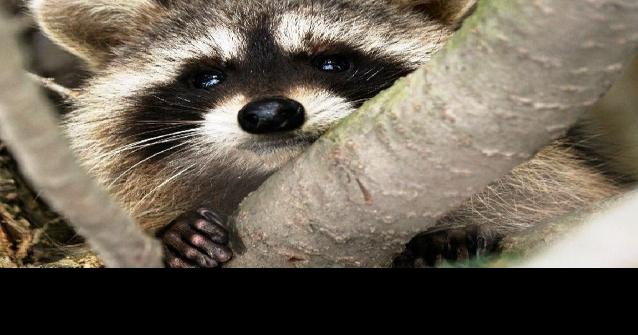 Lancaster County among top three counties for rabies in Pennsylvania in ...