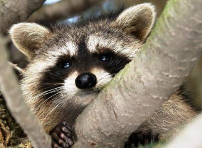Lancaster County among top three counties for rabies in Pennsylvania in ...