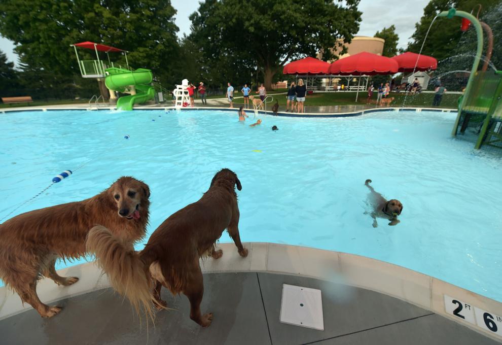Doggy Swim 2020 at Lititz Springs Pool | News | lancasteronline.com