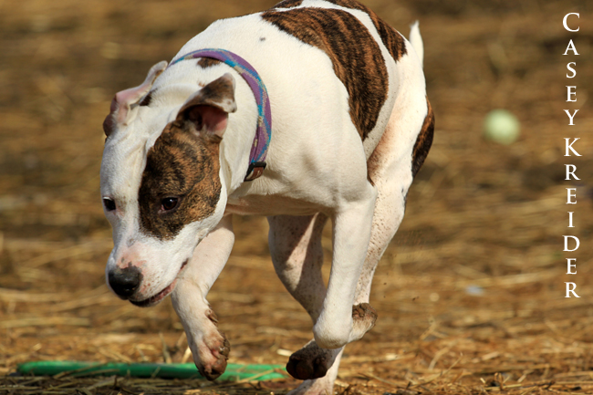 Macy | Blogs | lancasteronline.com