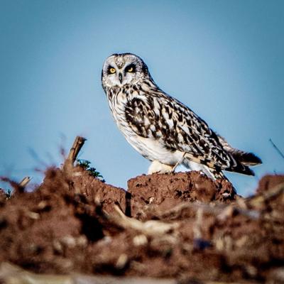 Through the Viewfinder: Owl sighting | Through The Viewfinder | lancasteronline.com