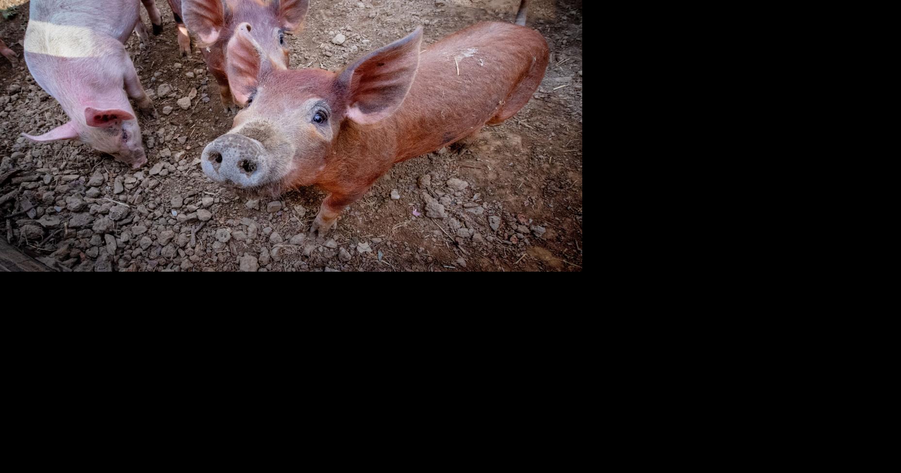 Animals have returned to Landis Valley, including 4 new, young pigs ...