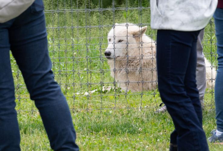 Wolf Sanctuary of PA raises money with music and art event [photos ...