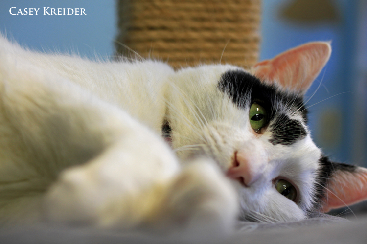 Clanker, the Pet of the Week | Blogs | lancasteronline.com