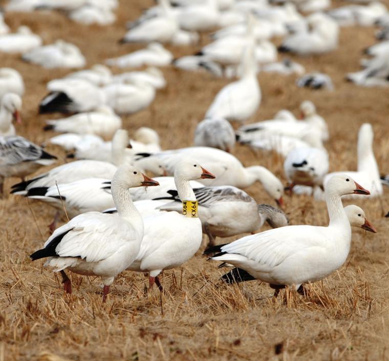 5 cool facts about snow geese | Local News | lancasteronline.com