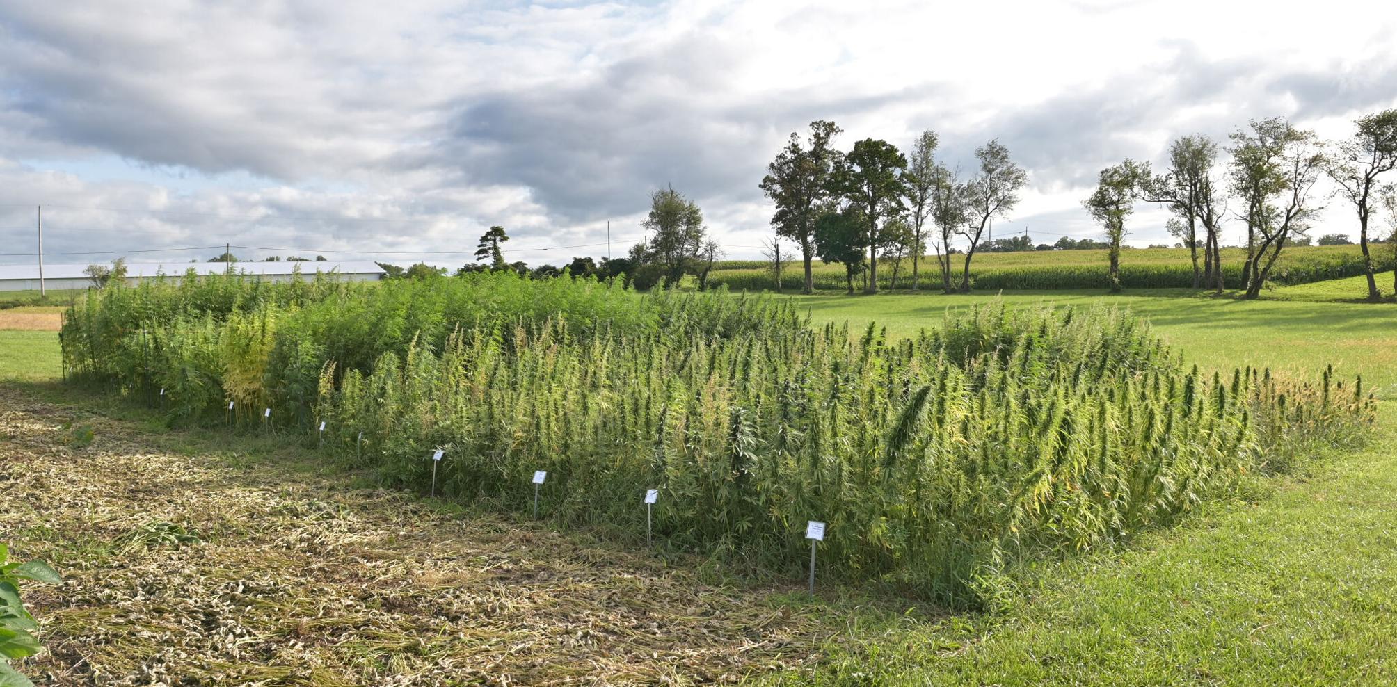 'It's cannabis, but not that kind of cannabis:' Explore Lancaster ...