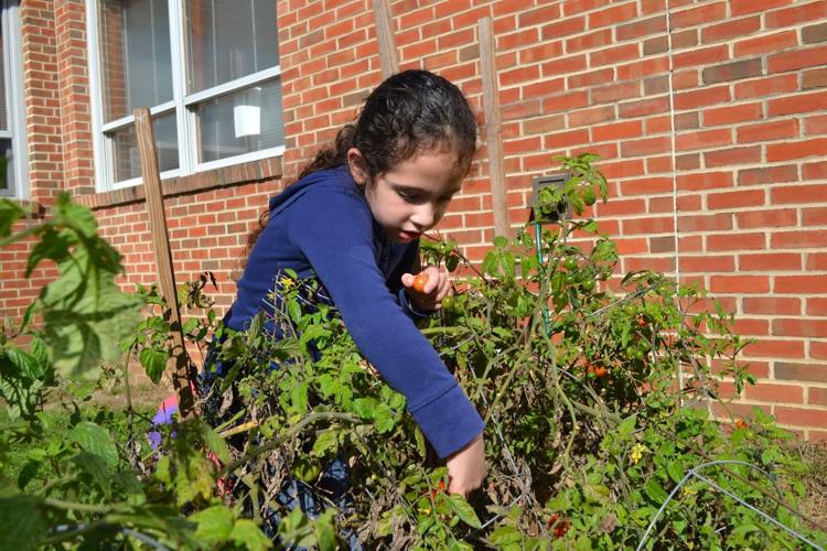 Students discover interest in gardening at Hans Herr Elementary School ...