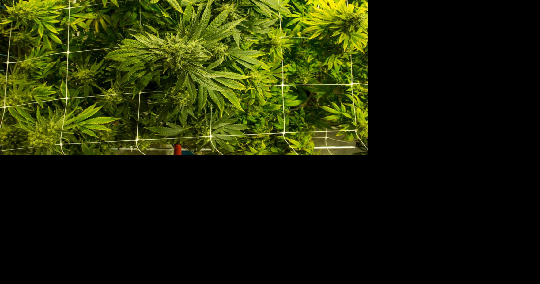 Medical marijuana grower-processor permits, round 2: Lebanon gets one ...