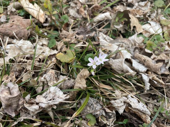 A guide to 9 Lancaster County spring wildflowers [photos] | Home ...