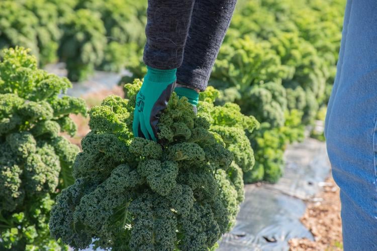 Lancaster Farmland Trust Farm to Pantry Project [photos ...