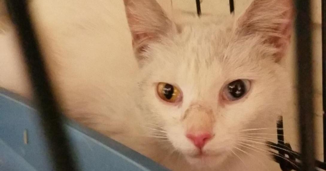 rabies in cats behavior