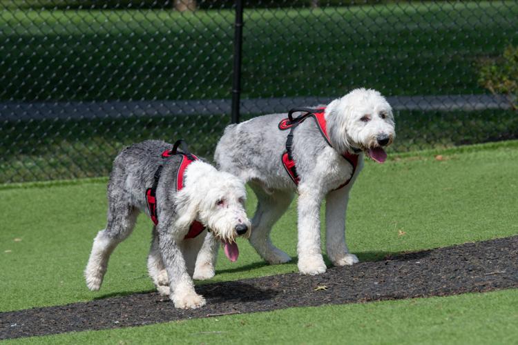 Sheepdogs meet up Saturday at Beau's Dream Dog Park [photos ...
