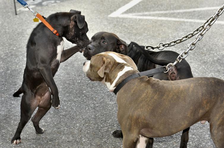 Pit bulls: Why people love, and fear, this common breed | Local News ...