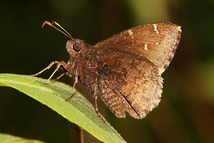 What's happened to Lancaster County's butterflies this summer ...