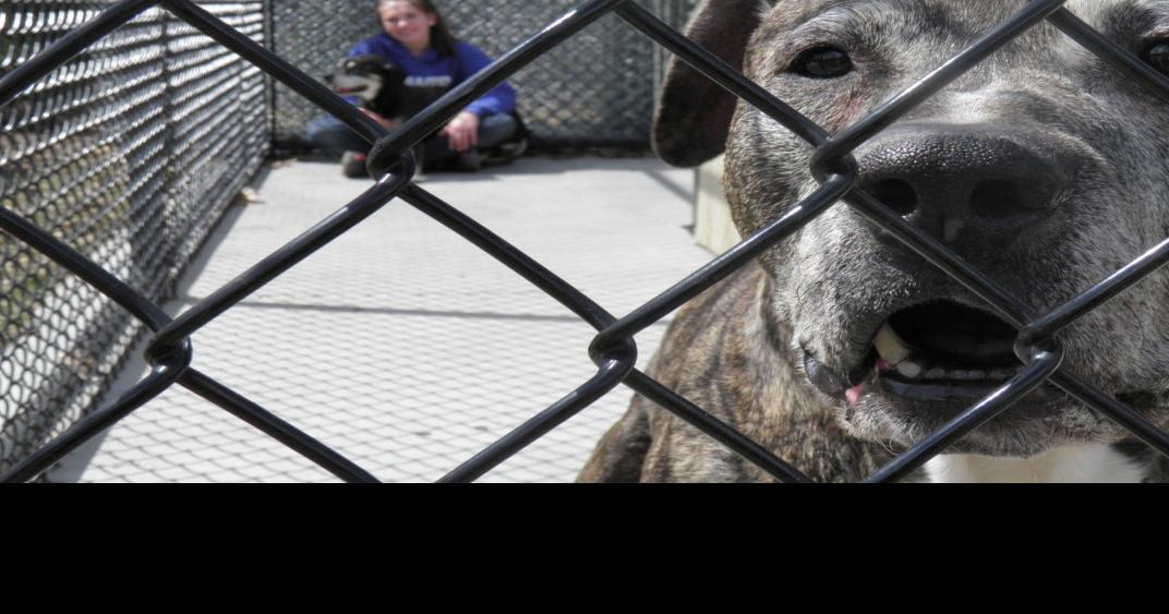 A shelter for dogs and cats: Stories from the Lancaster County SPCA ...