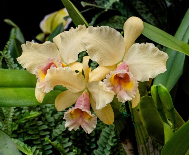1,000 orchids bloom this weekend in an indoor escape from winter at ...