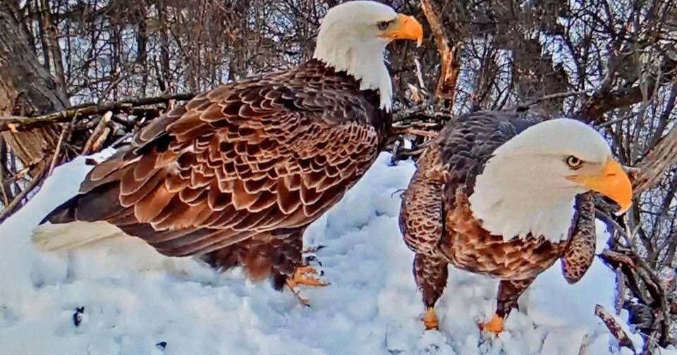 Eagle Cam eagles dig out after heavy snow | Local News ...