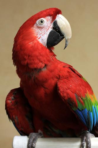 PET OF THE WEEK: Smart, colorful macaw in his prime years needs a home ...