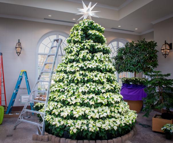 Take a look at this year's Hershey Gardens’ Christmas Tree Showcase ...