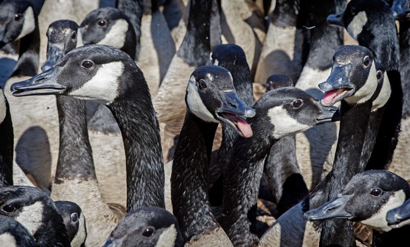Game Commission bands Canada geese at Middle Creek [photos] | Outdoors ...