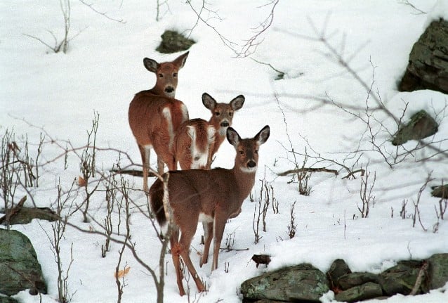 Is deer hunting dying? | Sports | lancasteronline.com