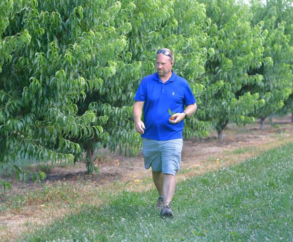 Cherry Hill Orchards are abundant with crops maturing early [photos ...