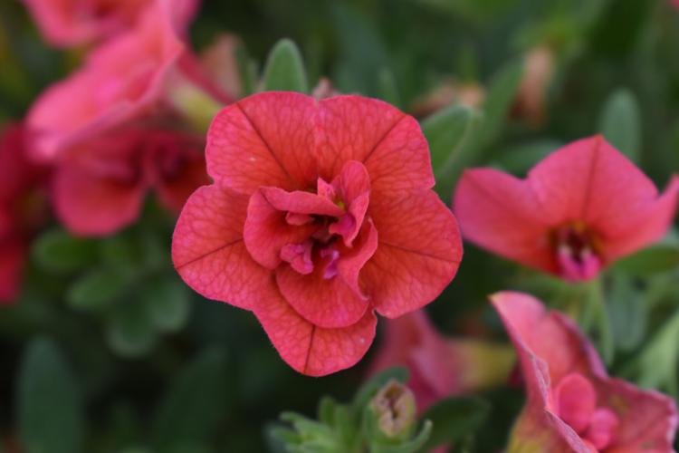 Favorite plants from the Lancaster County Flower Trial | Home & Garden ...