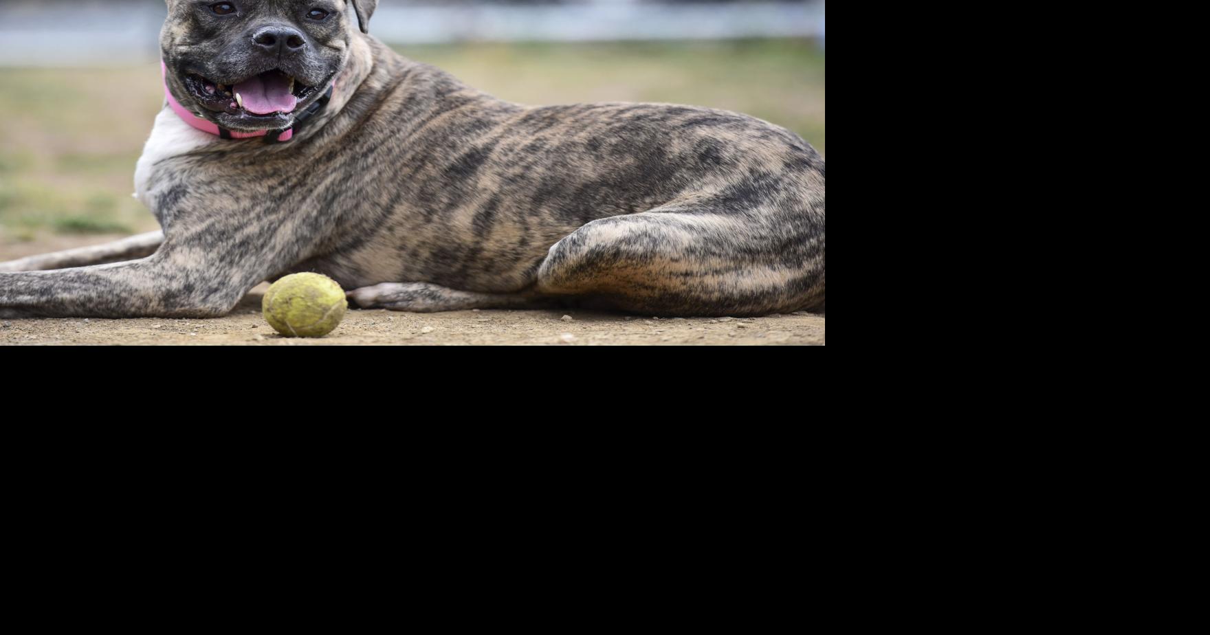 PET OF THE WEEK: Laid-back boxer Chloe loves everyone she meets | Local ...