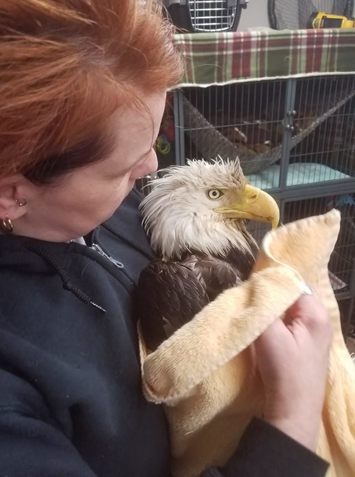 More and more eagles are being injured — and saved — by Lancaster ...