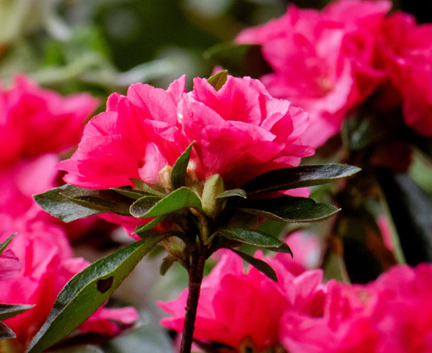 Here's how 5 generations turned a Gap farm into an azalea oasis [photos ...