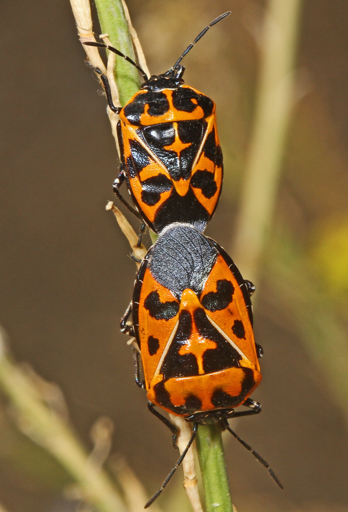 Classes, invasive bug, drought: Dealing with 2026 garden challenges ...