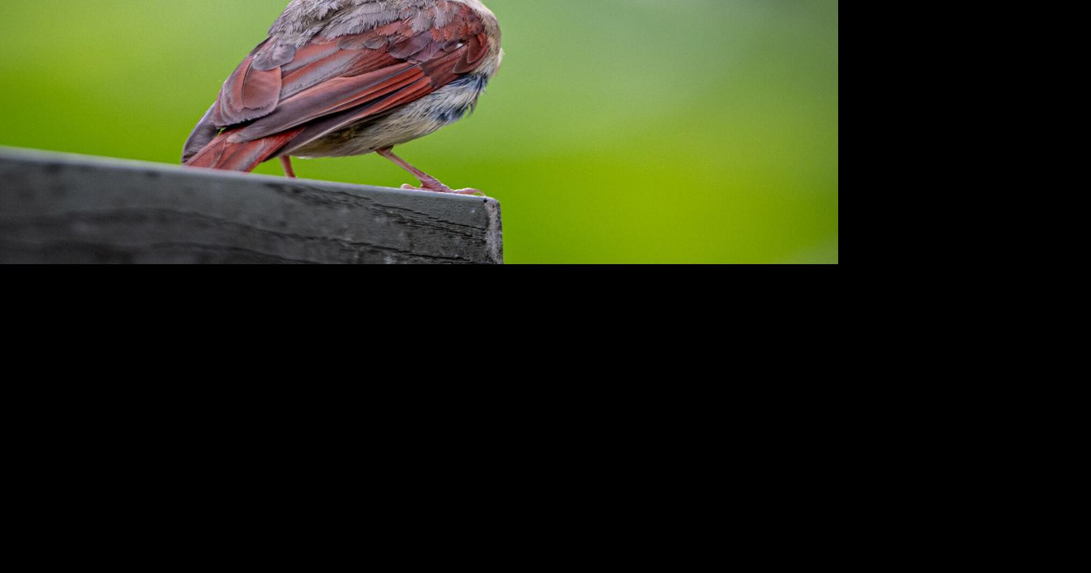 Third Pennsylvania bird count will launch in January. Even fledgling ...