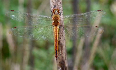 Colorful, acrobatic dragonflies invade Lancaster County amid soggy ...