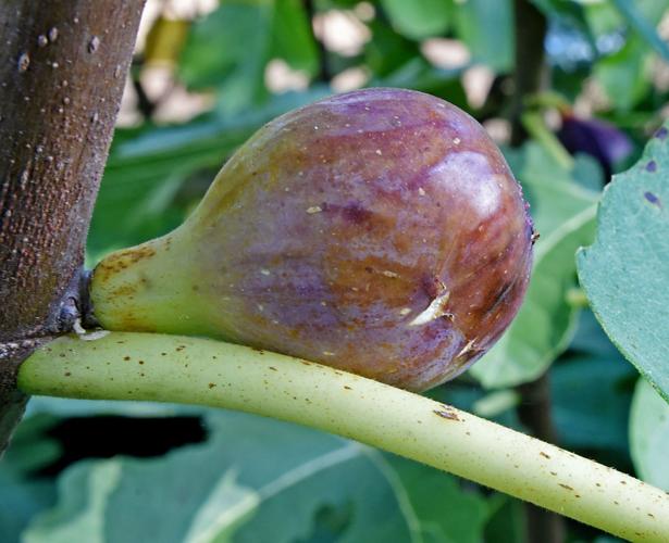Fig Guy out to prove you can grow unique edibles in Lancaster County ...