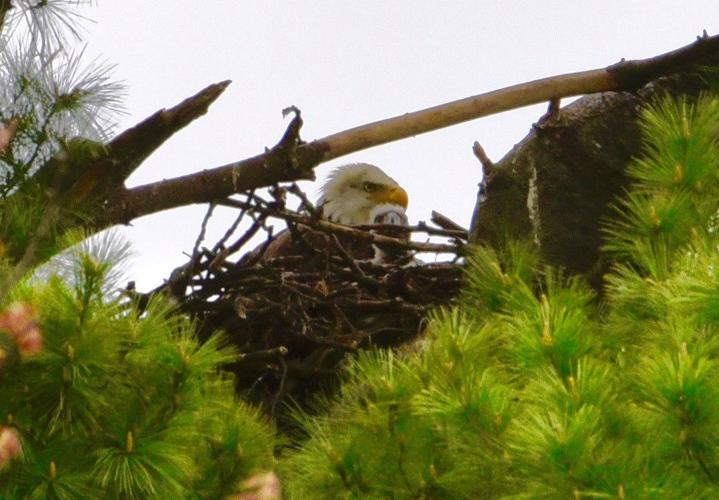 The adventures of living with an eagle nest on the edge of Lancaster ...
