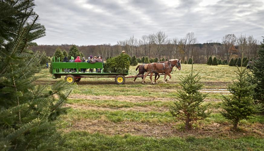 Lancaster County Christmas tree farmers remain optimistic despite ...