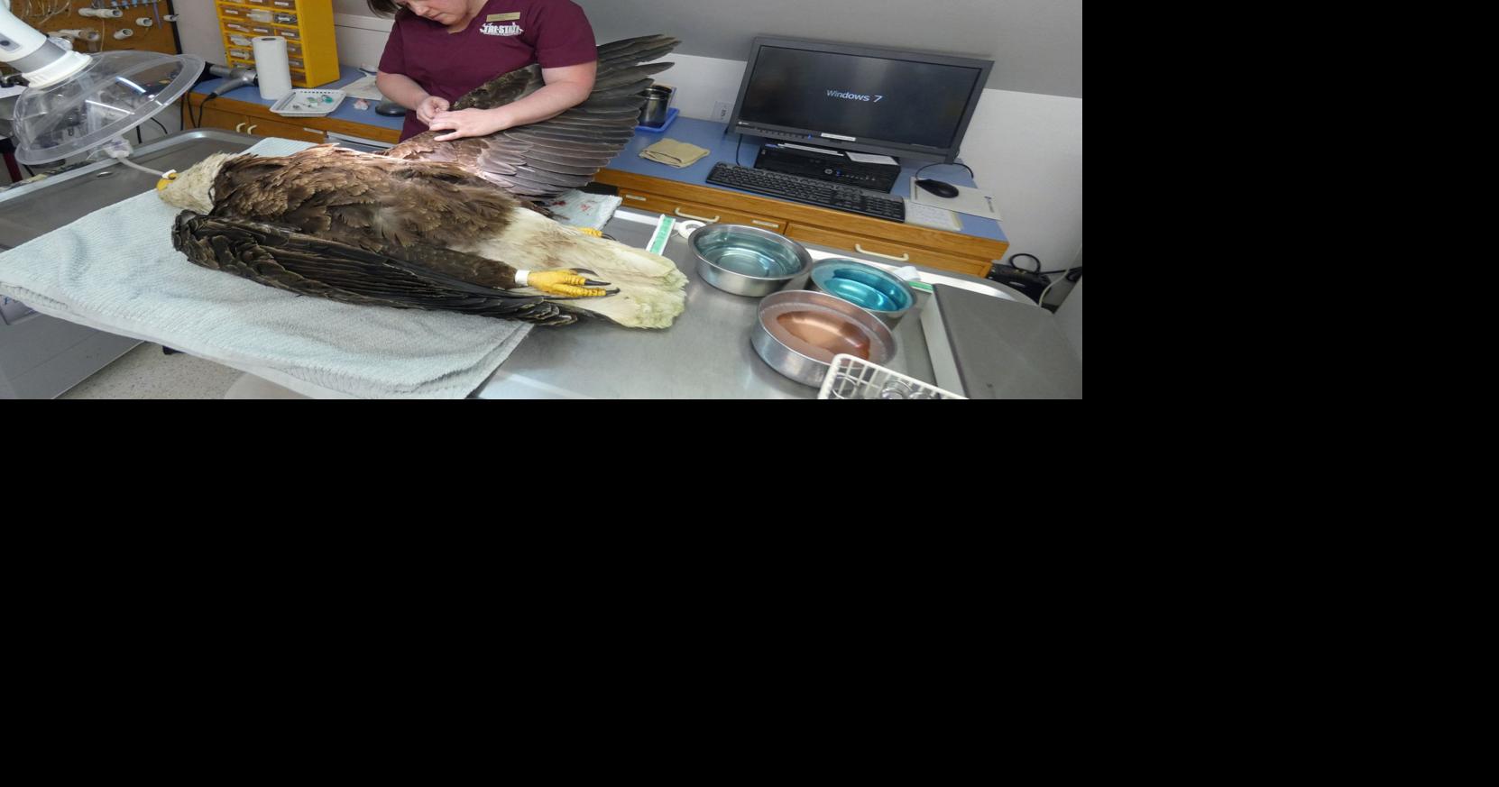 Bald eagle rescued by Lancaster County man recovering at Delaware bird ...