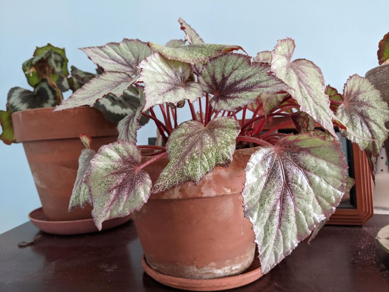 String of hearts, begonias: 9 of the easiest houseplants to share ...