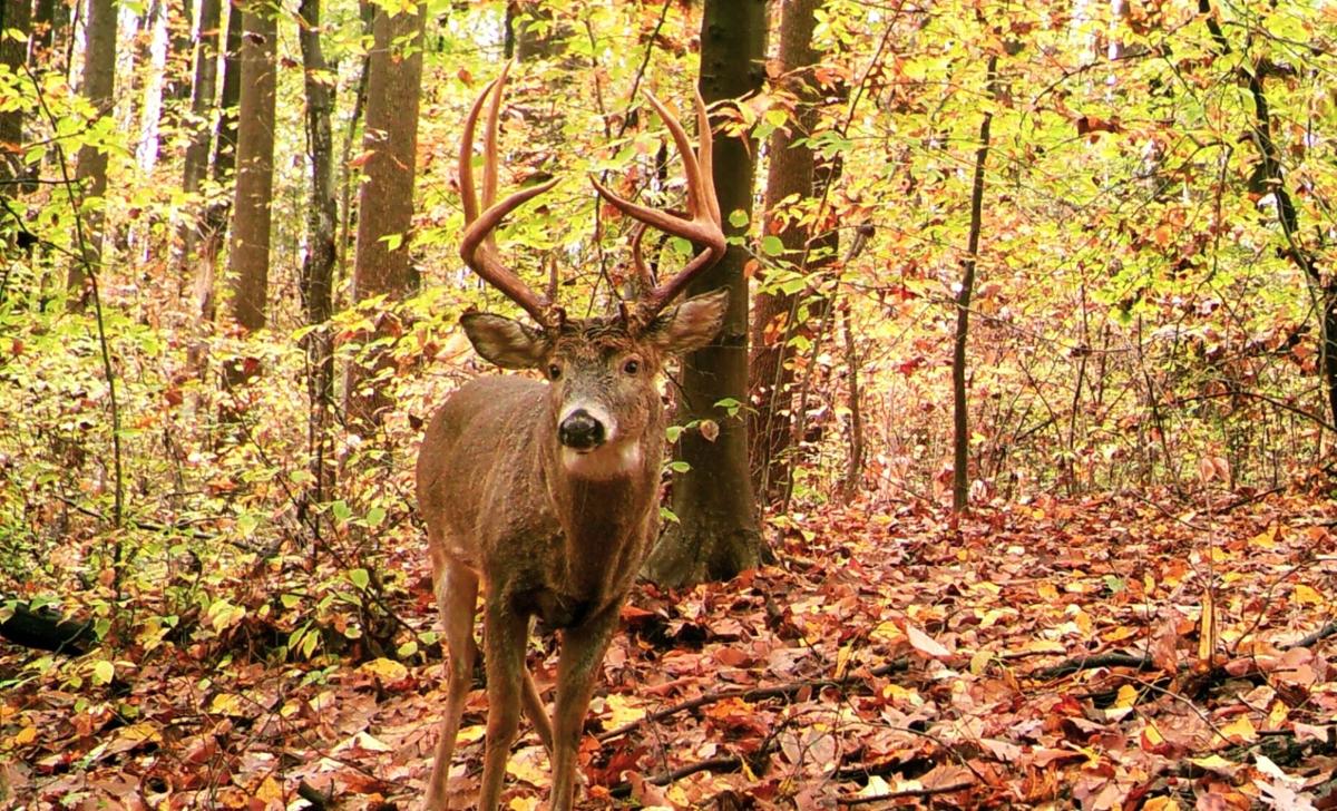 Game Commission adds 10 Sundays to fall hunting season | Local News ...