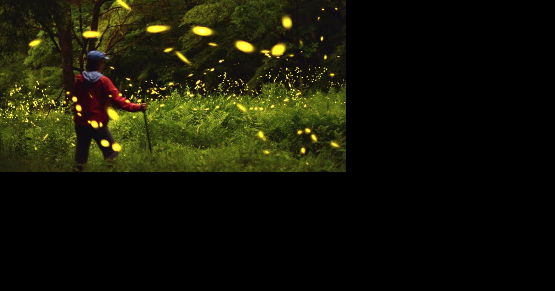 Ways to help fireflies in your yard | Home & Garden | lancasteronline.com