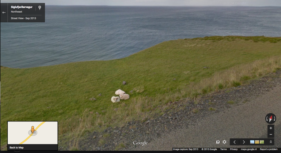 On the hunt for sheep on Google Sheep View | Trending | lancasteronline.com